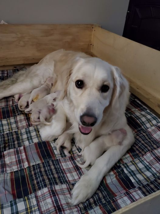 Current Litters – Dream Goldens