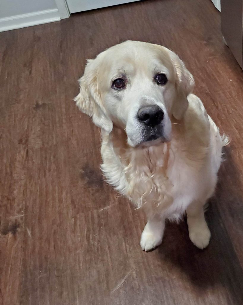 Current Litters – Dream Goldens