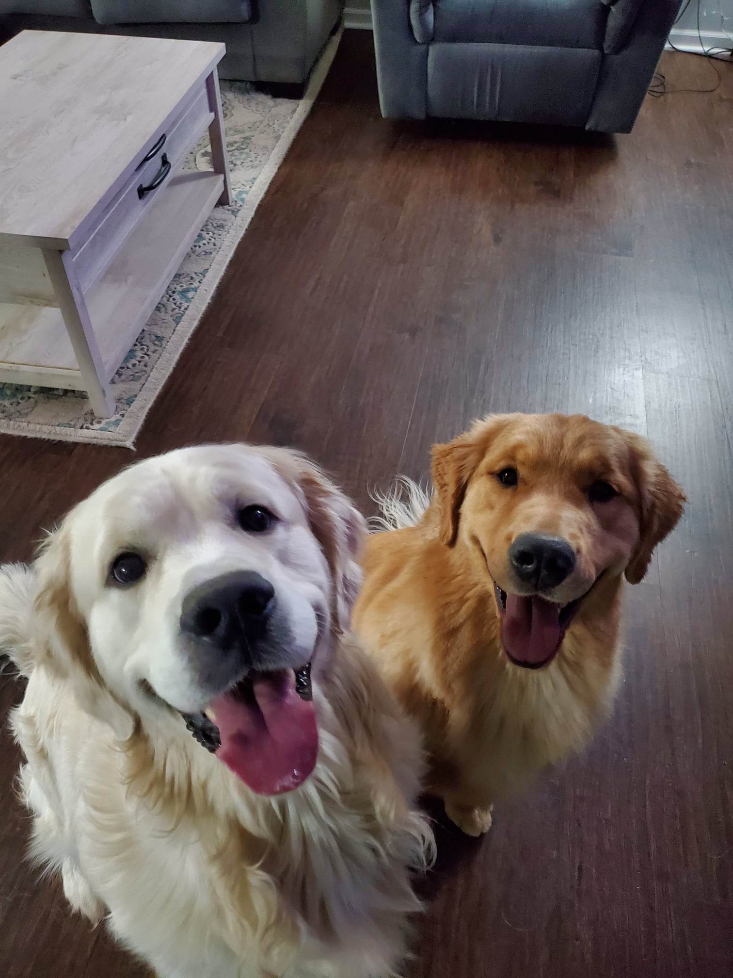 Current Litters – Dream Goldens