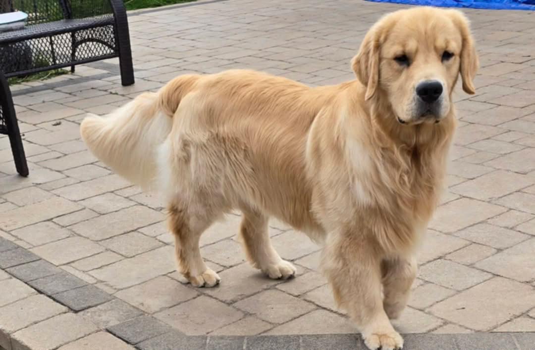 Current Litters – Dream Goldens