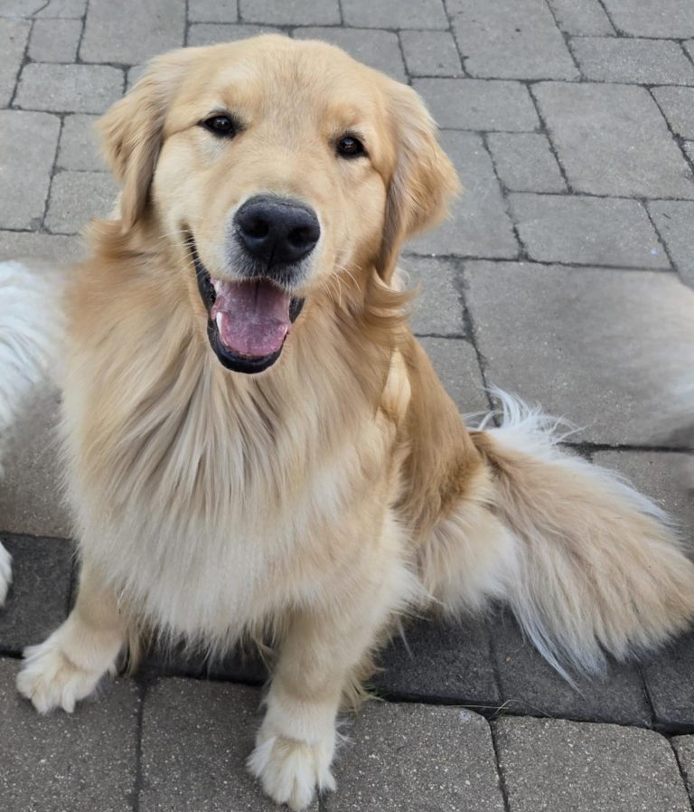 Current Litters – Dream Goldens